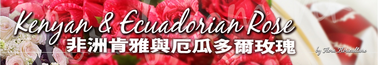 Kenya Rose | kenya roses | kenyan rose | kenyan roses | kenya ...